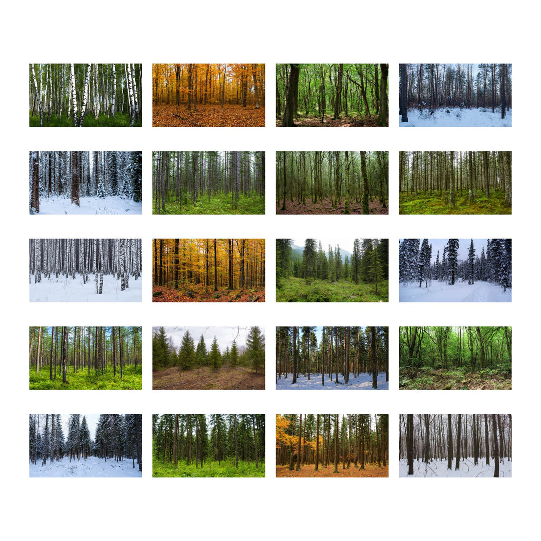 Forest Backgrounds Set for Architectural Renderings