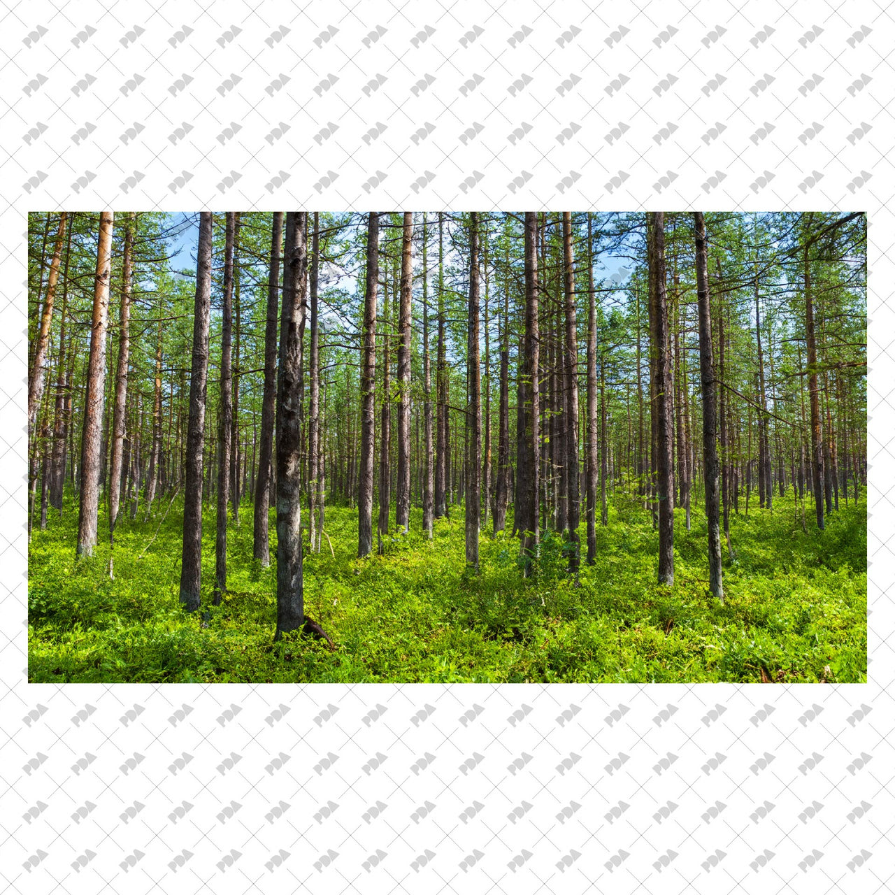 Forest Backgrounds Set for Architectural Renderings