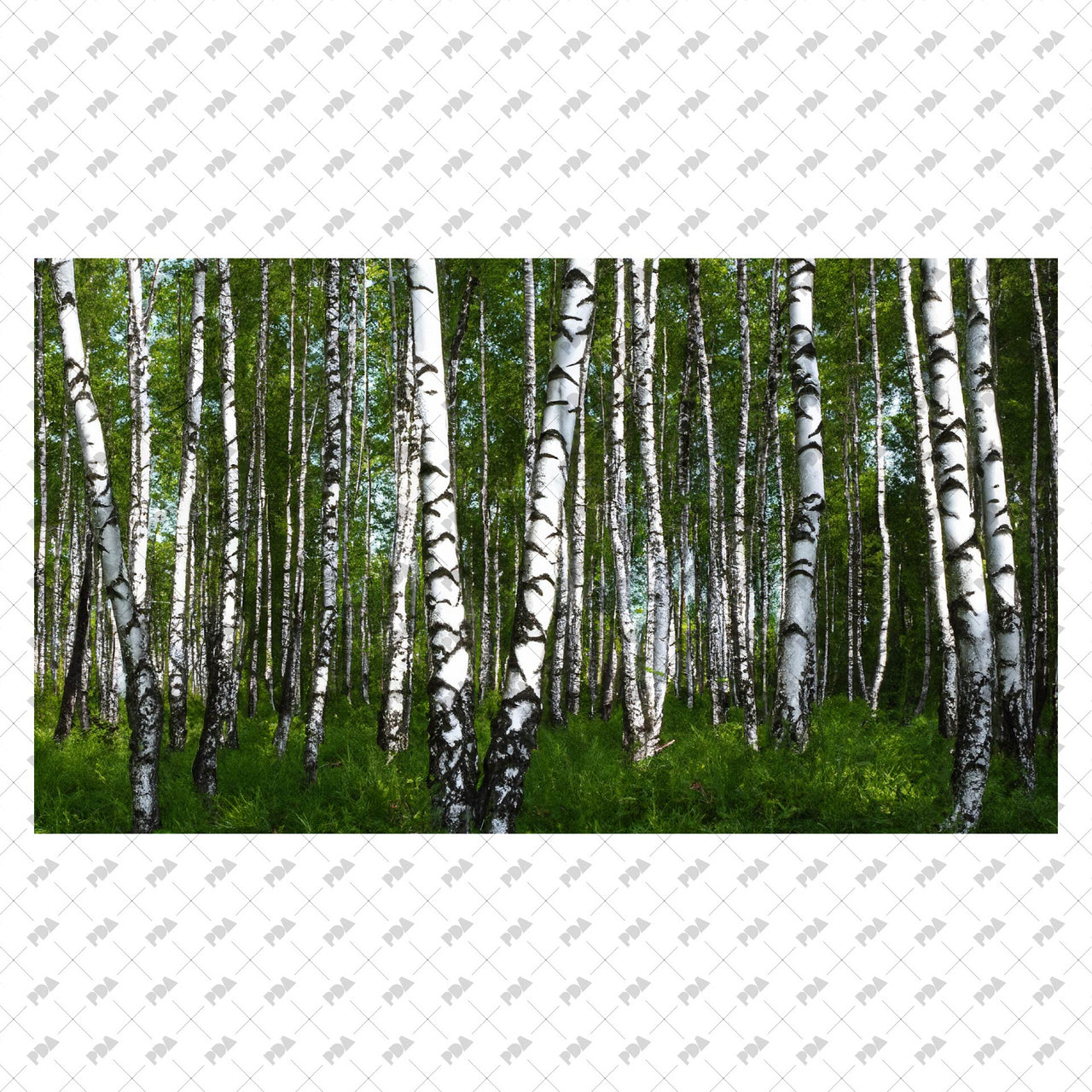 Forest Backgrounds Set for Architectural Renderings