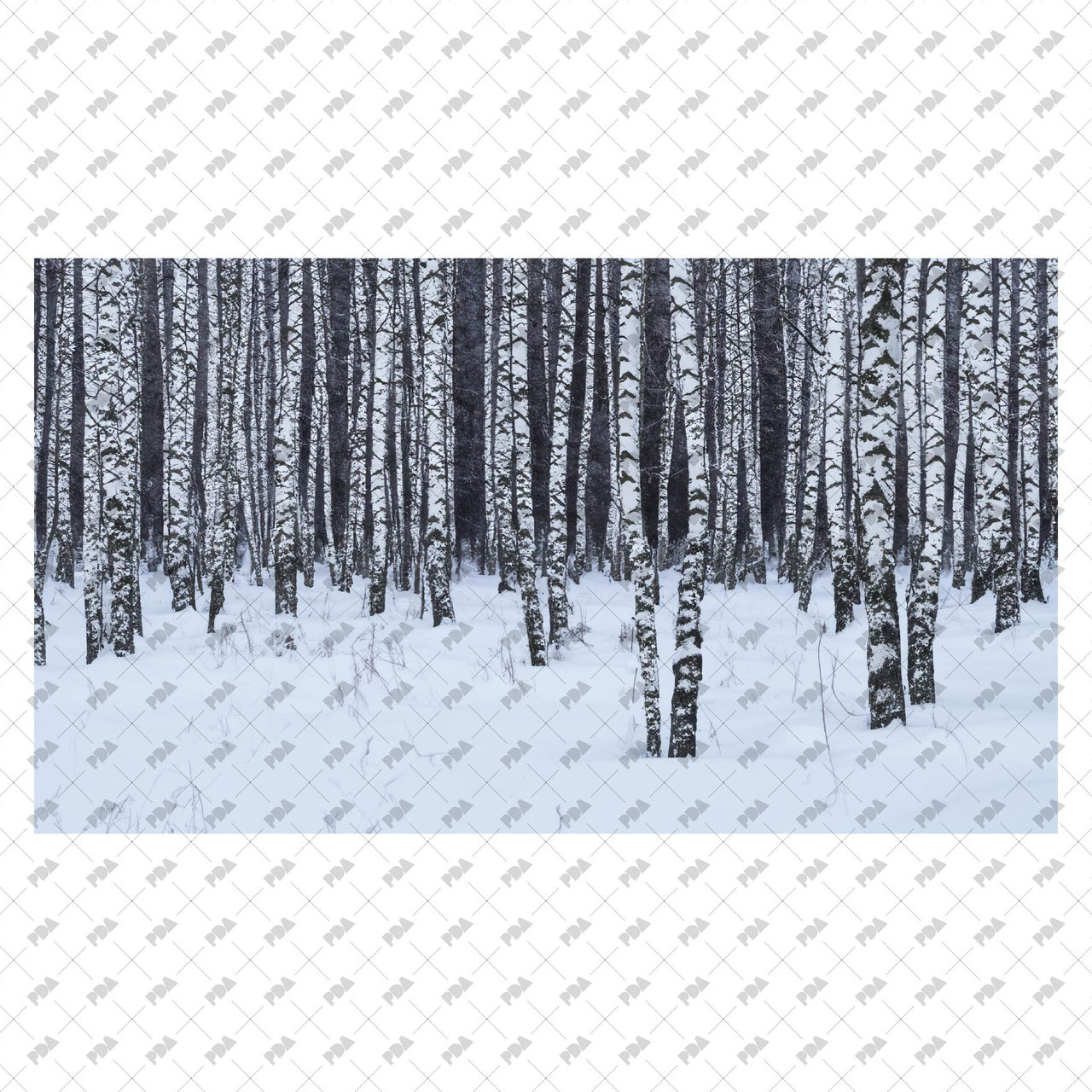 Forest Backgrounds Set for Architectural Renderings