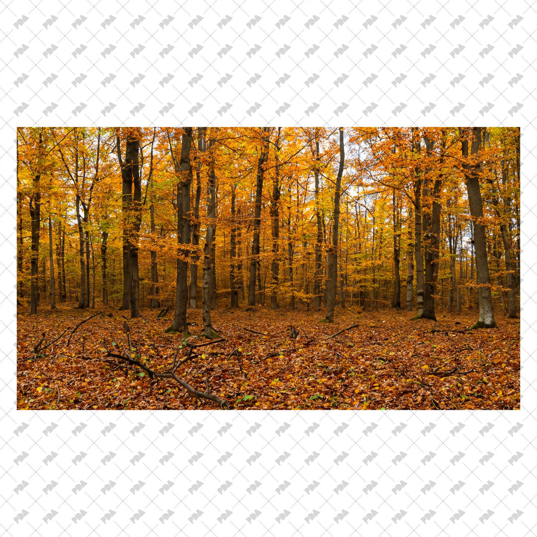 Forest Backgrounds Set for Architectural Renderings