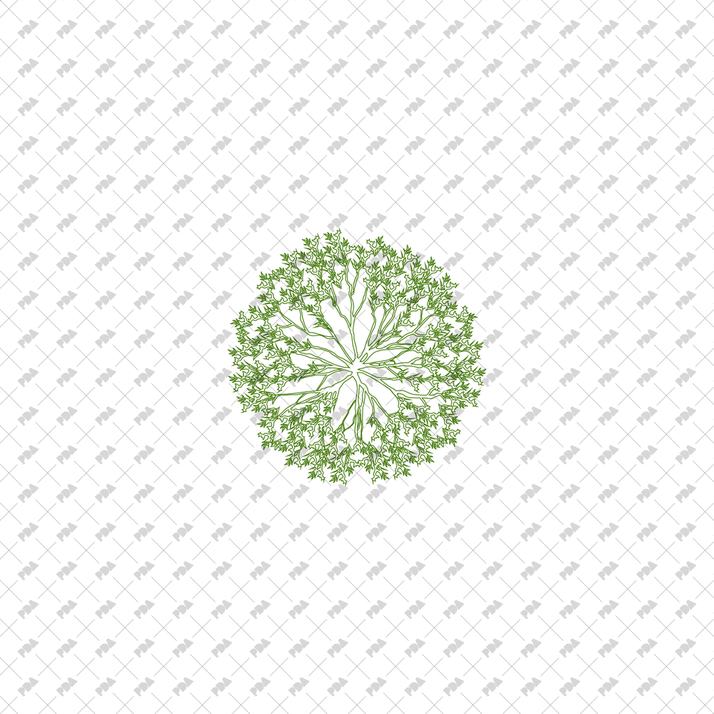 Vector, PNG Colorful Desert Plants in Top, Side View