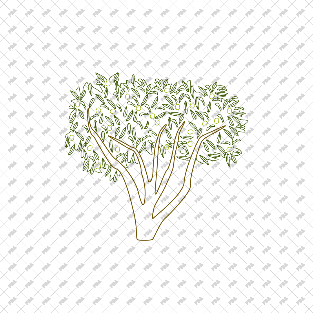 CAD, Vector Fruit Trees in Color and B/W