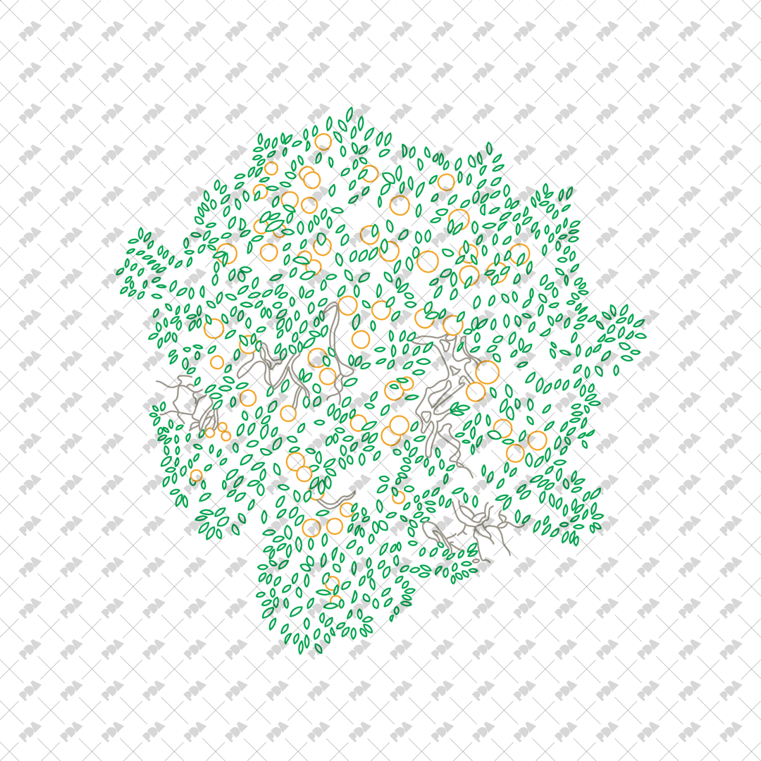 CAD, Vector, PNG Fruit Trees in Color and B/W (Top View)
