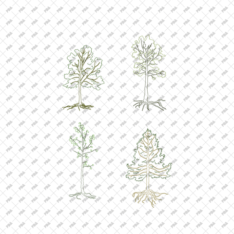 CAD, Vector Trees with Roots in Color and B/W
