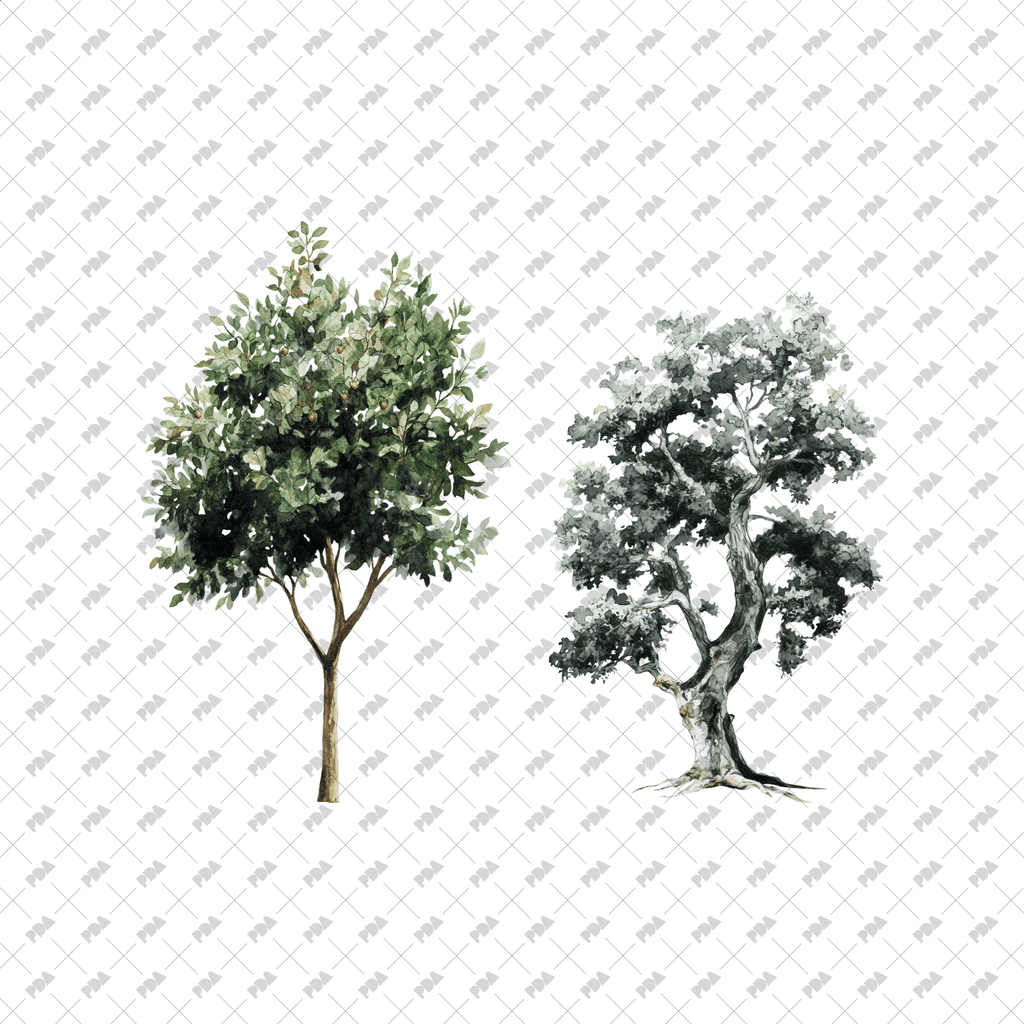 Watercolor Trees for Architectural Drawings