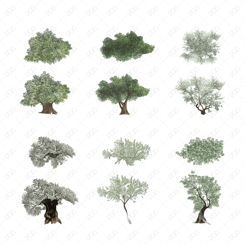 Colorful Olive Trees PNG: Side & Top View