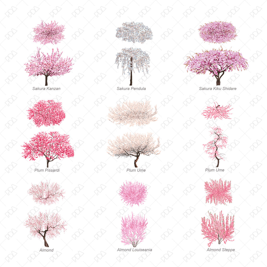 PNG Japanese Trees Multi-Pack (Top + Side View)