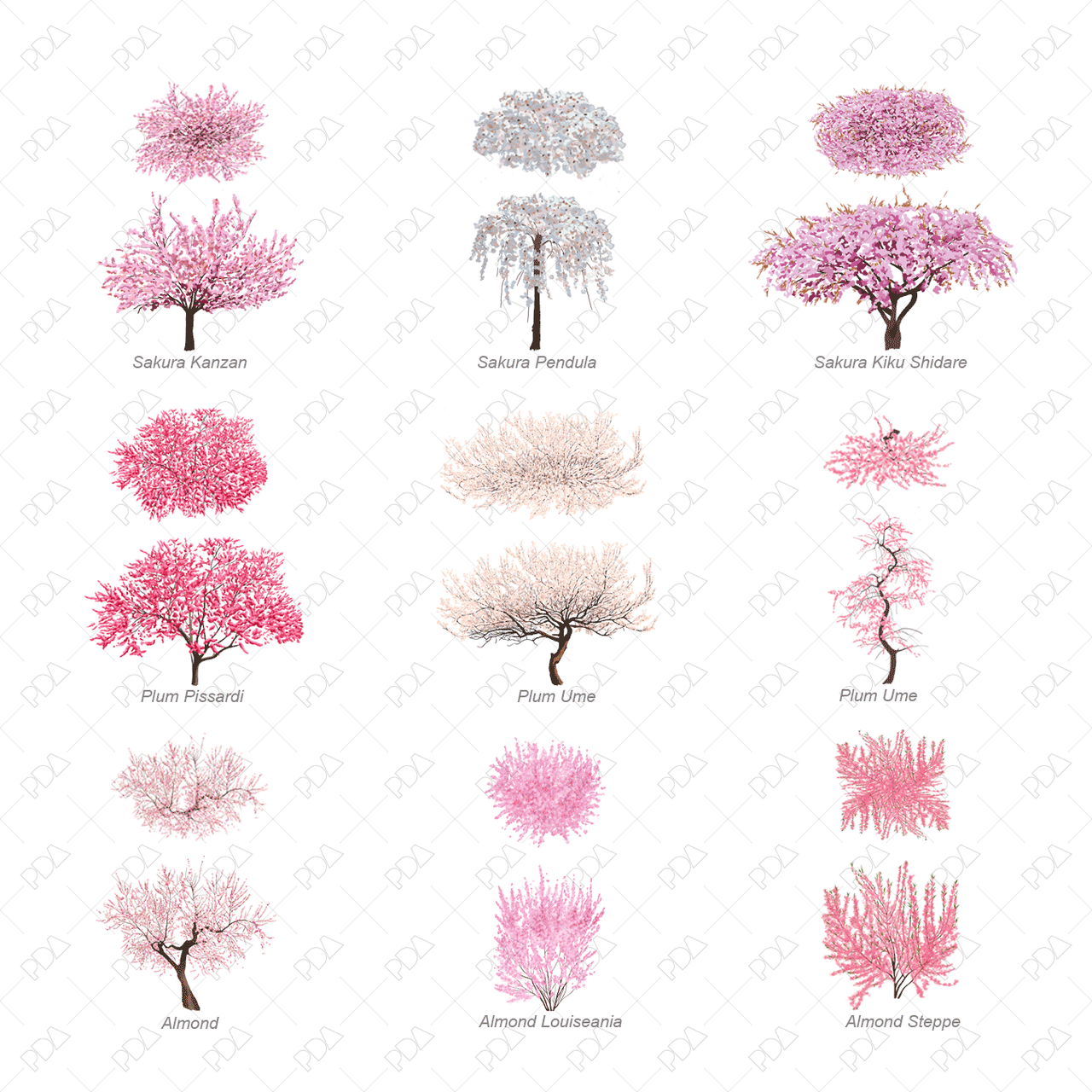 PNG Japanese Trees Multi-Pack (Top + Side View)