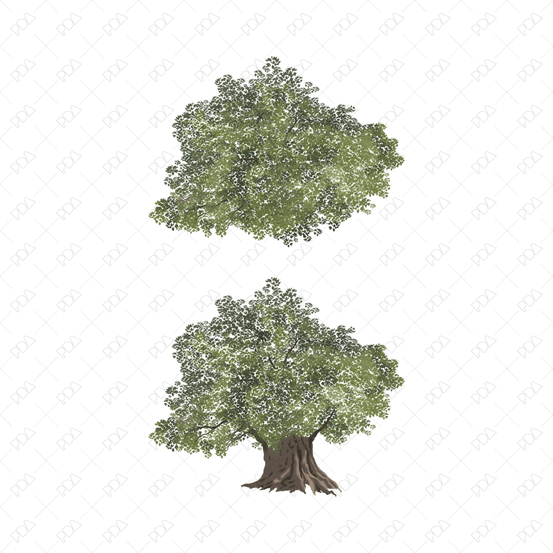 Colorful Olive Trees PNG: Side & Top View