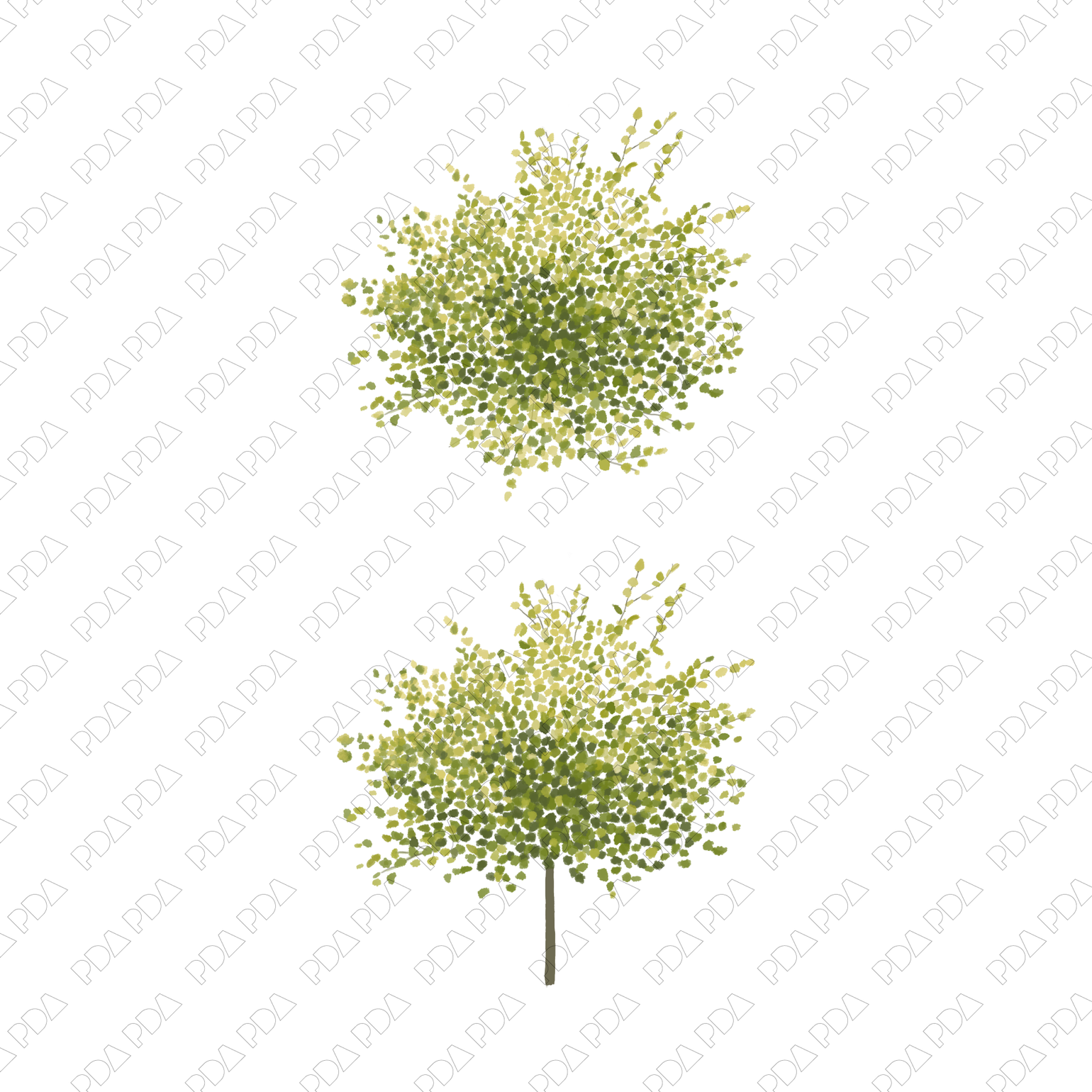 PNG Japanese Birch Trees: Top & Side View