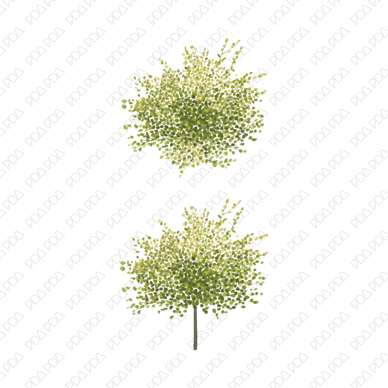 PNG Japanese Birch Trees: Top & Side View