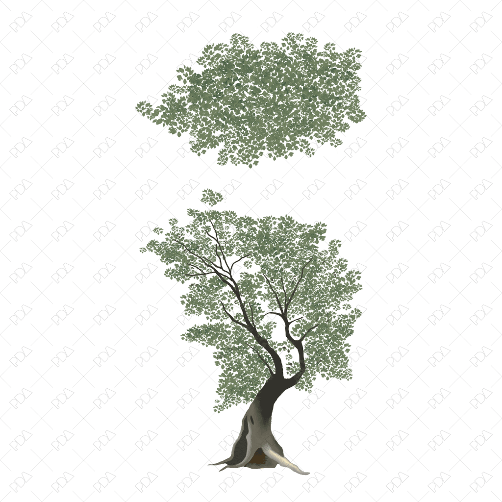 Colorful Olive Trees PNG: Side & Top View