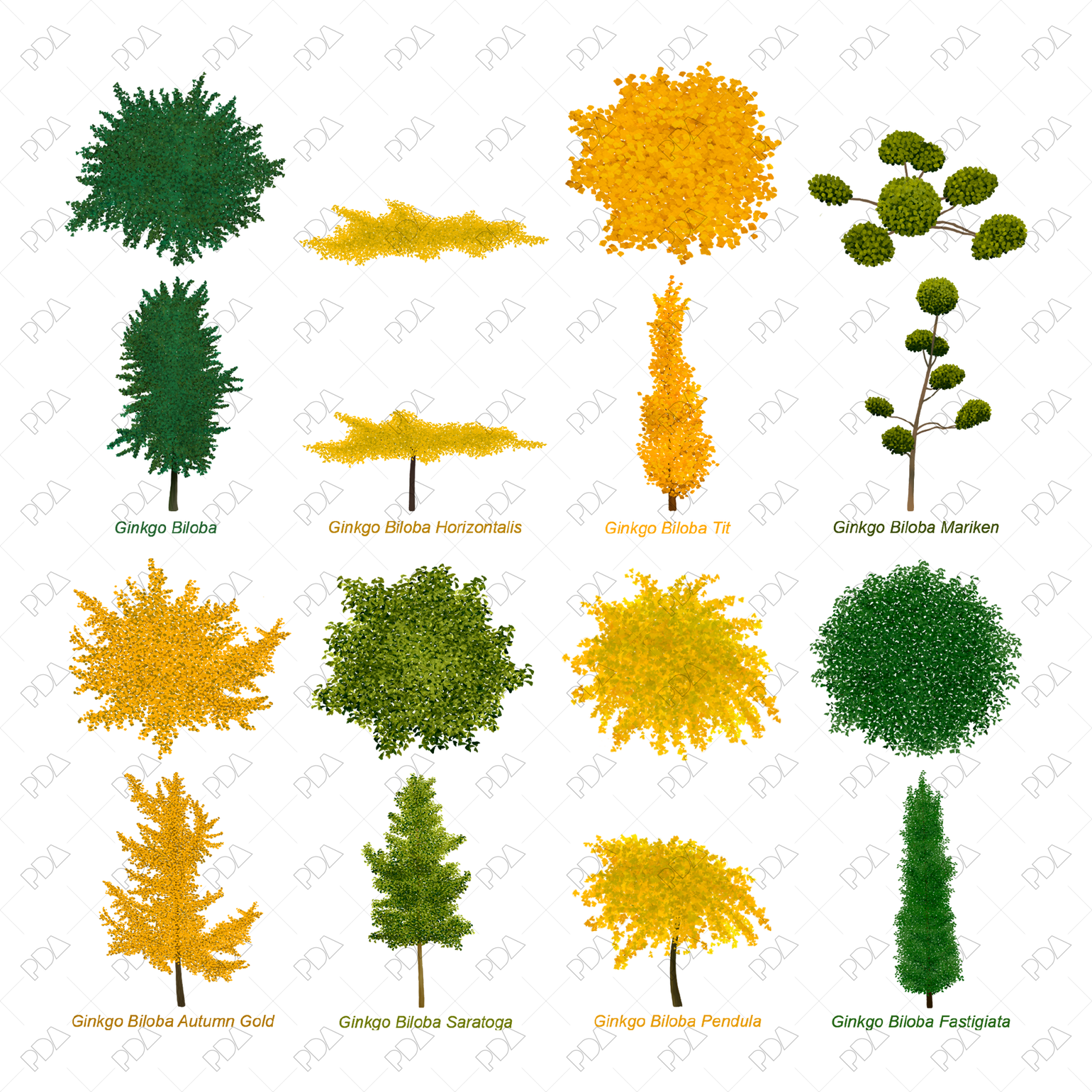 PNG Colorful Trees Multi-Pack | Top & Front Views