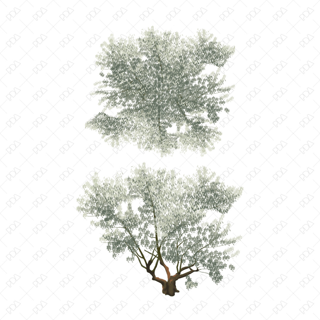 Colorful Olive Trees PNG: Side & Top View