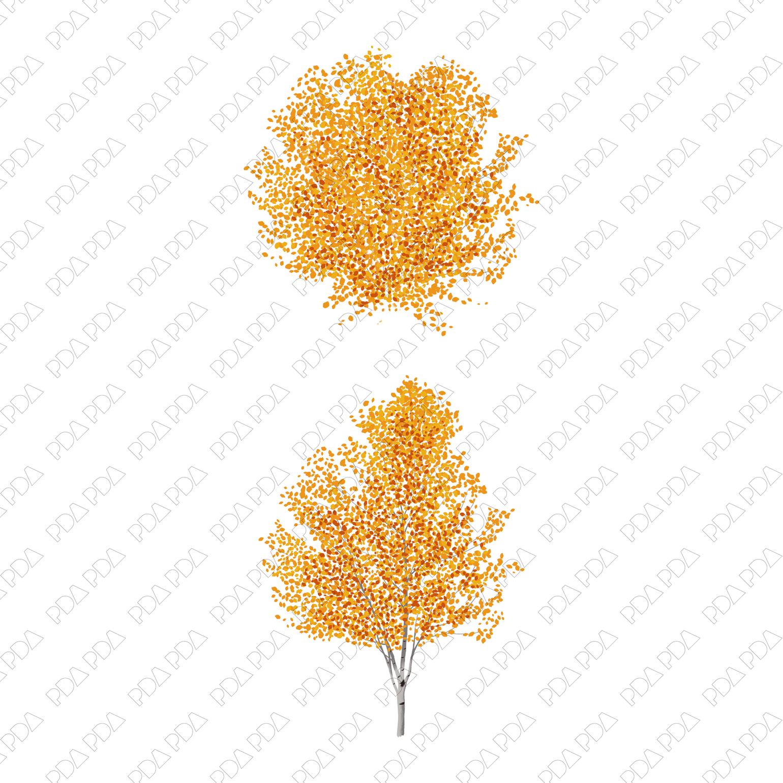 PNG Japanese Birch Trees: Top & Side View