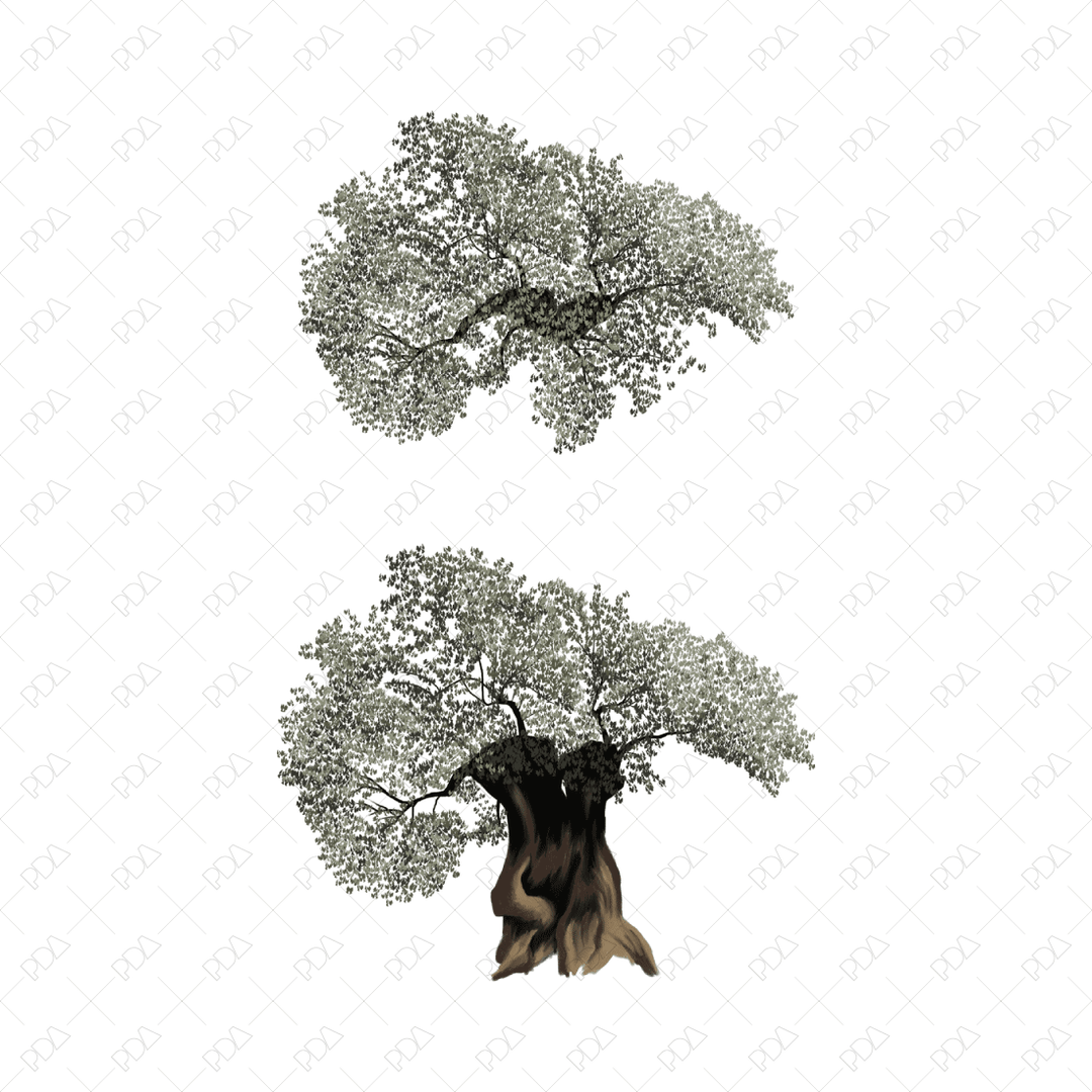 Colorful Olive Trees PNG: Side & Top View