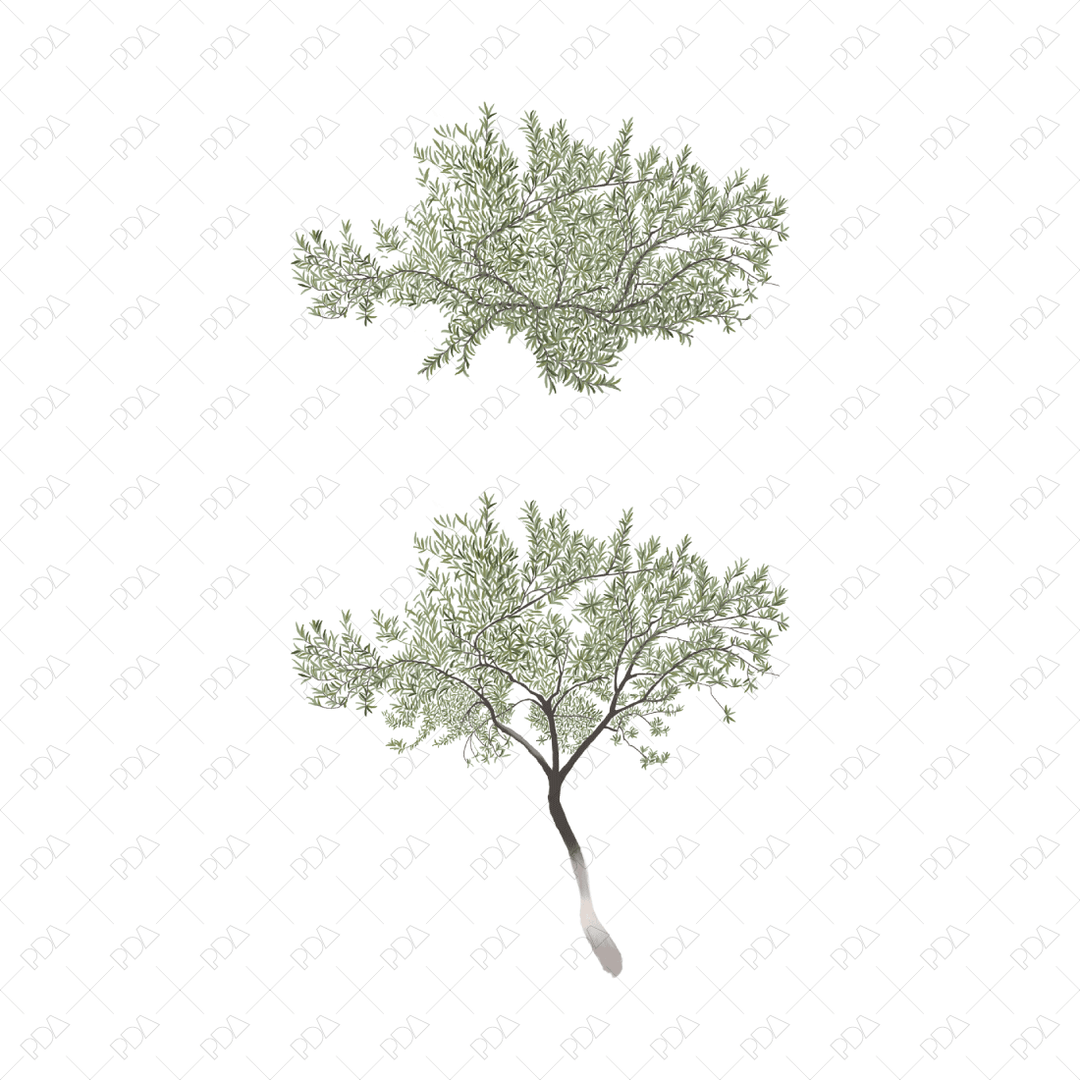 Colorful Olive Trees PNG: Side & Top View