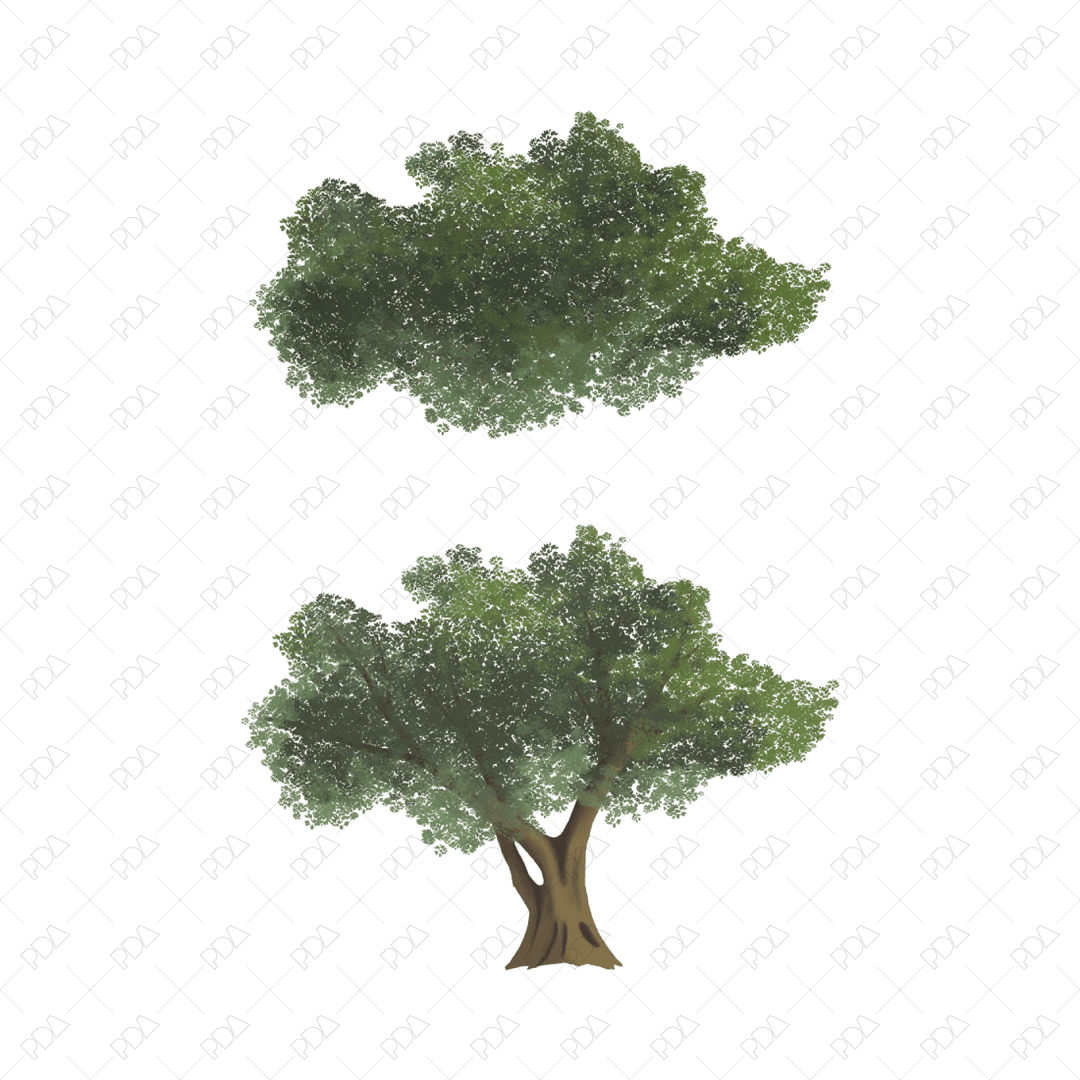 Colorful Olive Trees PNG: Side & Top View