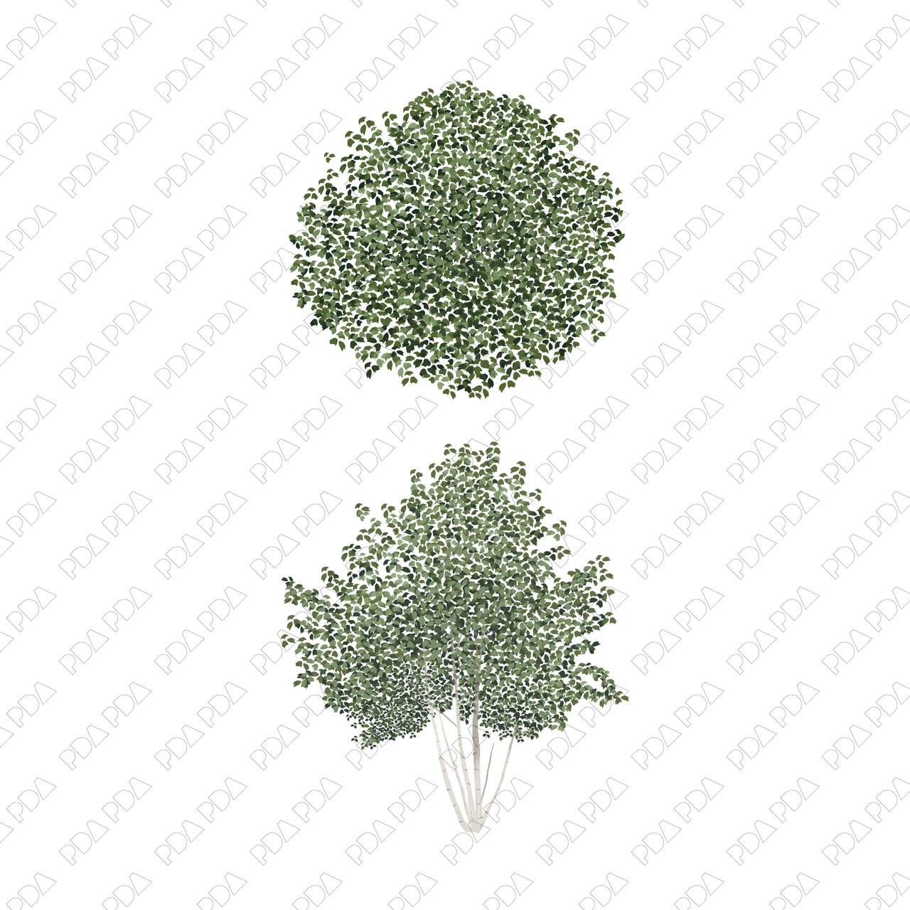 PNG Japanese Birch Trees: Top & Side View