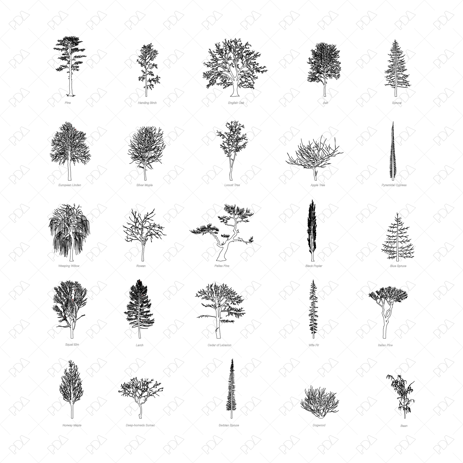 CAD & Vector Line Art Trees - Side View
