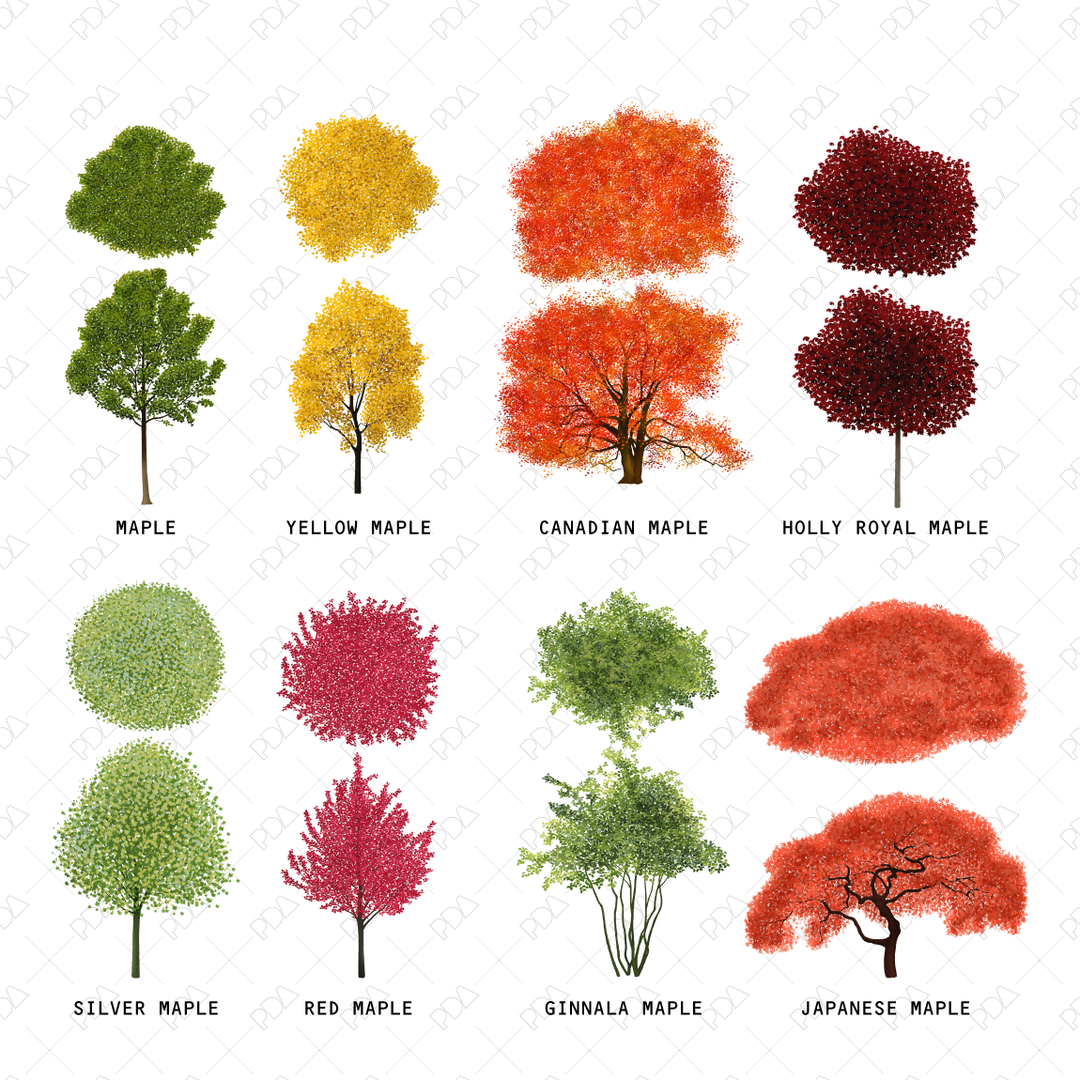 PNG Maple Trees Set - Top & Front Views
