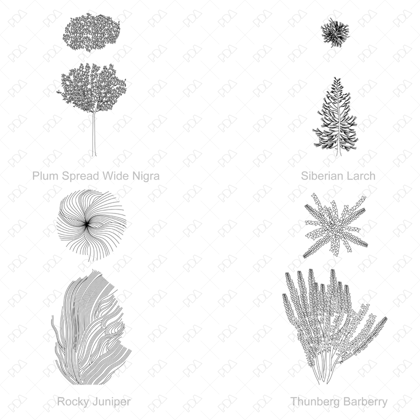 CAD, Vector, PNG Japanese Style Trees in Top and Side view