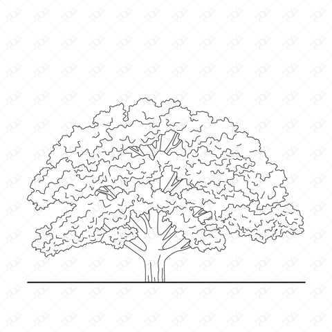 CAD & Vector European Trees & Plants Set