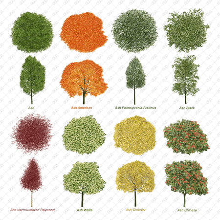 PNG Ash Trees Set (Top and front view) | Post Digital Architecture