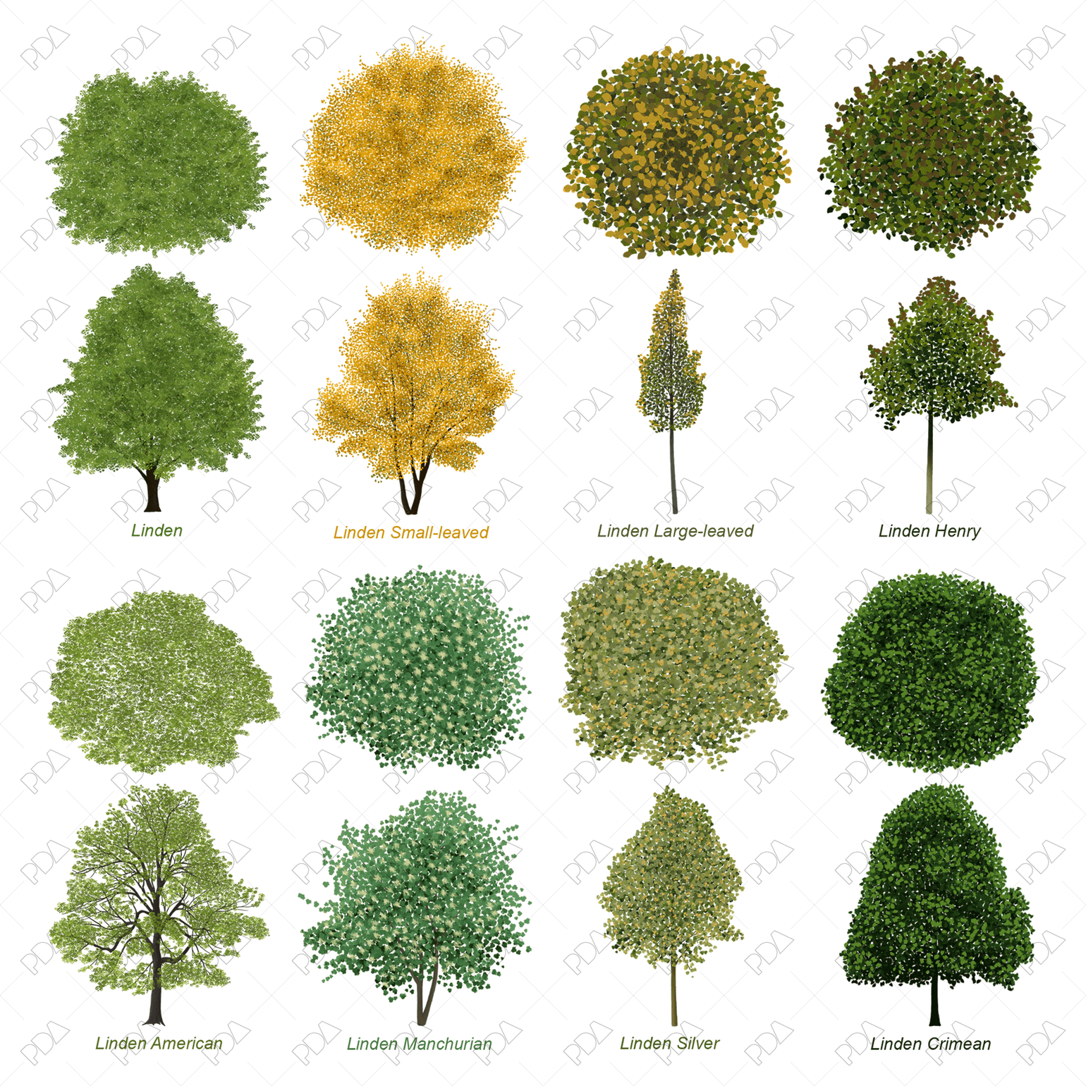 PNG Linden Trees Set for 2D Drawing