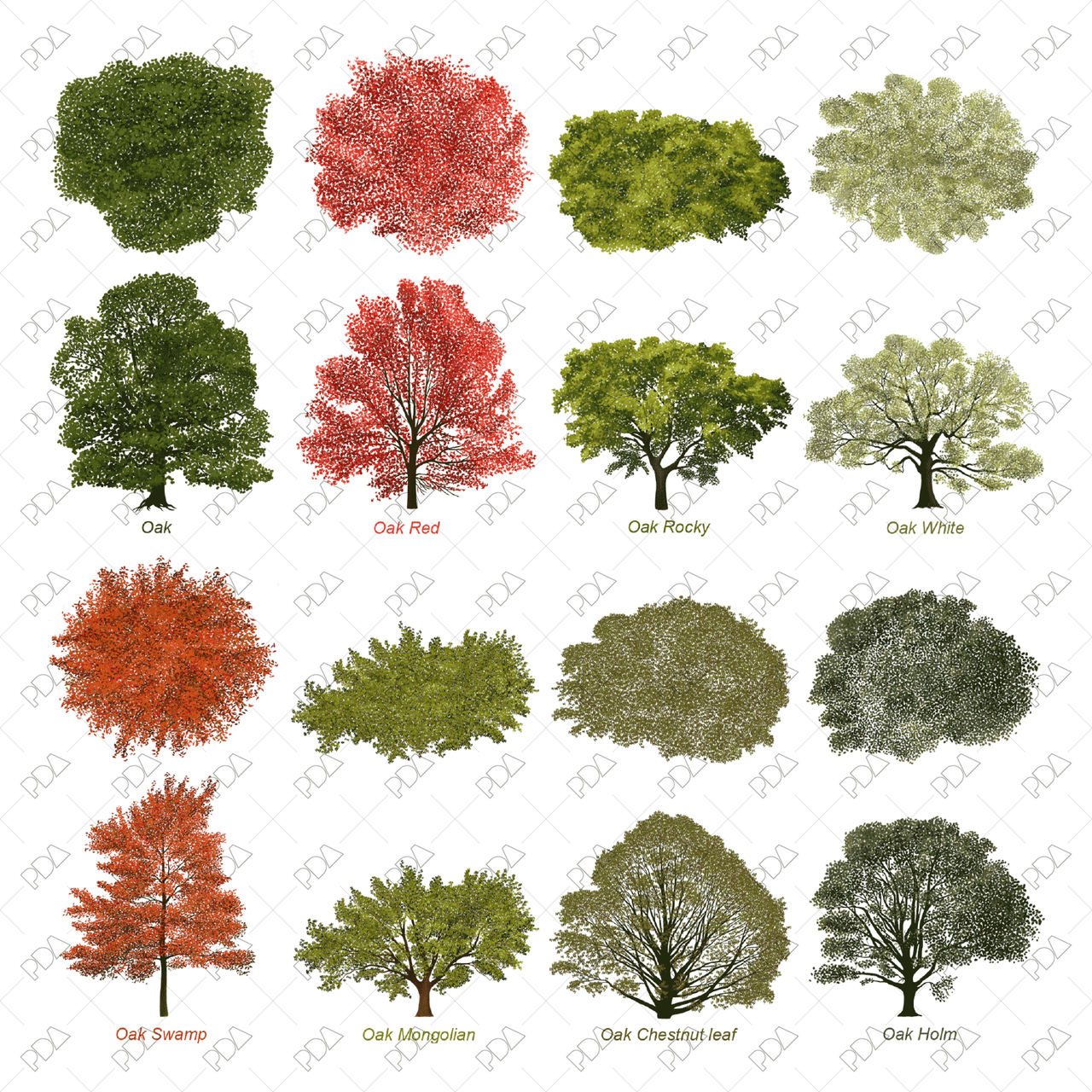 PNG Oak Trees Set (Top & Front View)